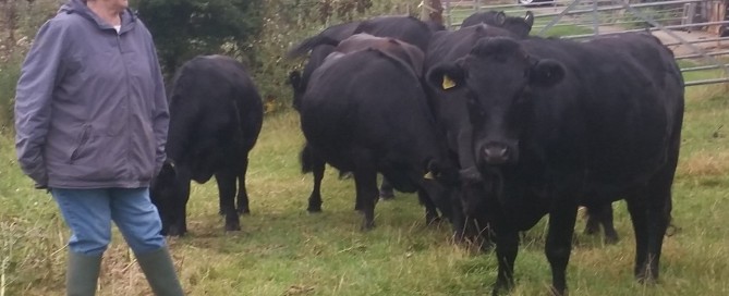Dexter Beef Recipes | Dexter Cattle Society