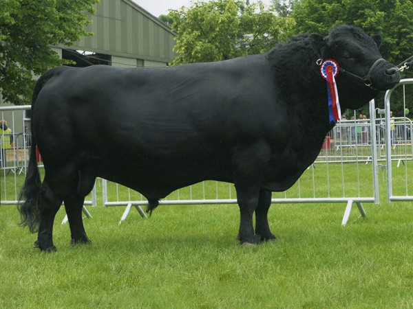 Breed Standard | Dexter Cattle Society